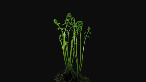 Phototropism effect in unrolling young fern fro Animated GIF 16742072 ...