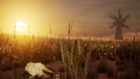 At sunset the wheat field and drought famine Animated GIF 20683855 ...