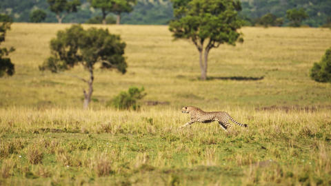 Cheetah Chasing Gif