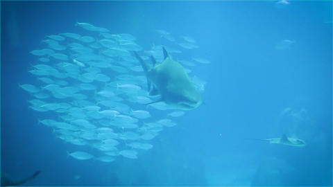 Big Scary Fish Scariest Fish In The Sea