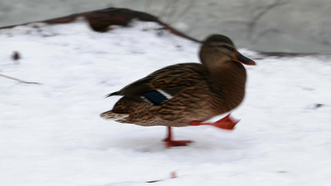 Wounded wild duck with broken leg walks in snow Animated GIF 28853199 ...