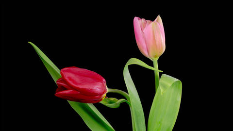 Animated Tulips