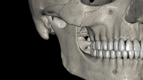 Sphenomandibular Ligament Temporomandibular Joint Head And Neck