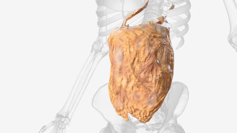 Peritoneum Anatomy Animation