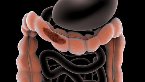 Digestive System Animation Gif 🚶♂ What Happens When Digestion