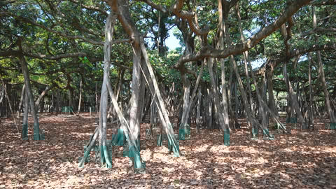 Oldest Banyan Tree Oldest Living Banyan Trees In India | Bajali