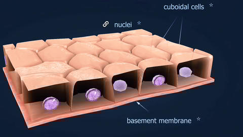 Simple Cuboidal Epithelium Diagram