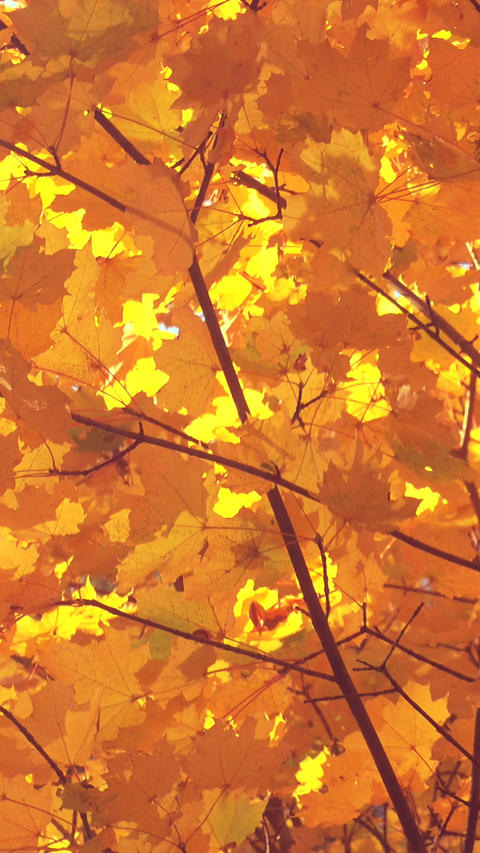 Vertical Autumn Background